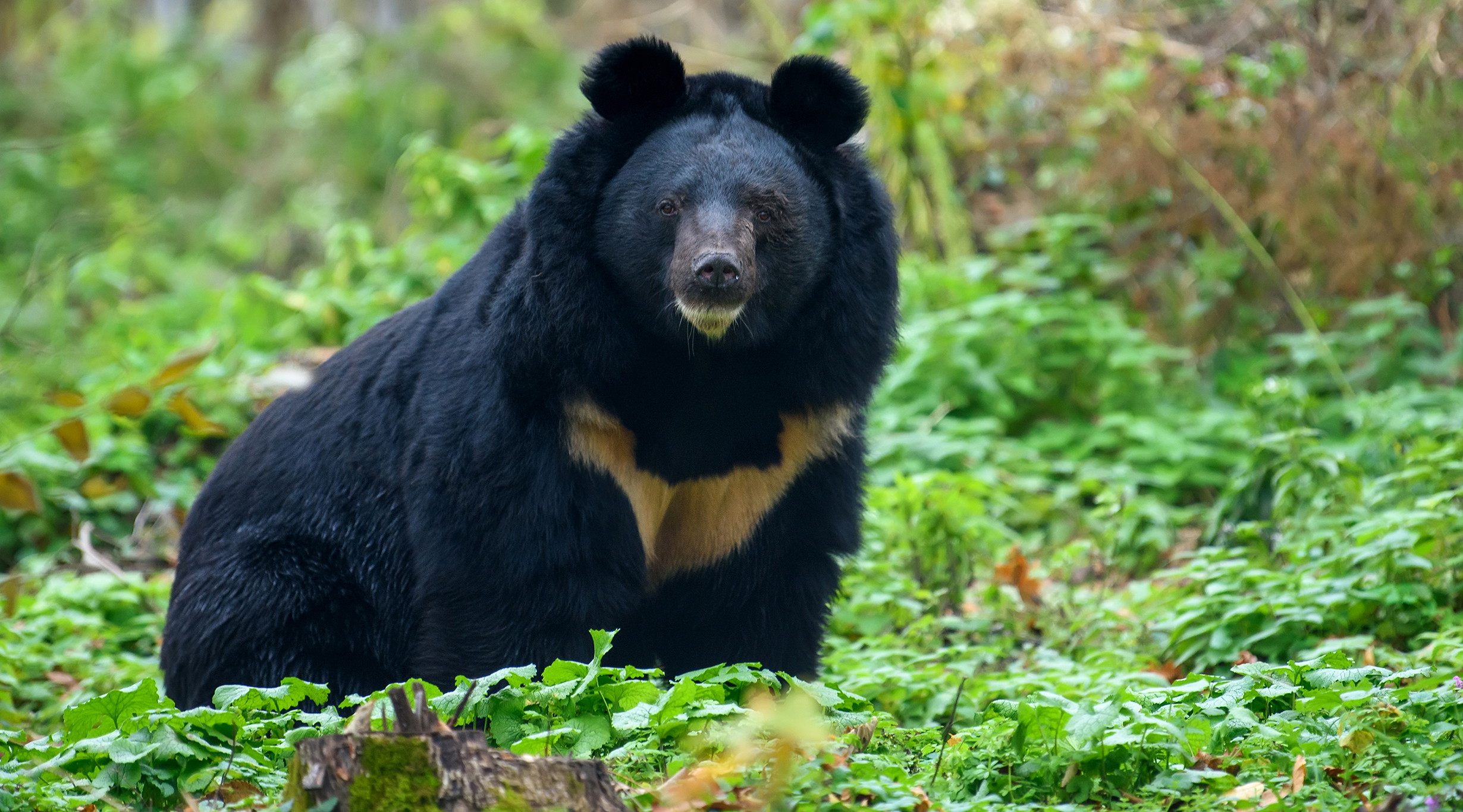 Vending machine has a new addition to its offerings – bear meat - Falstaff