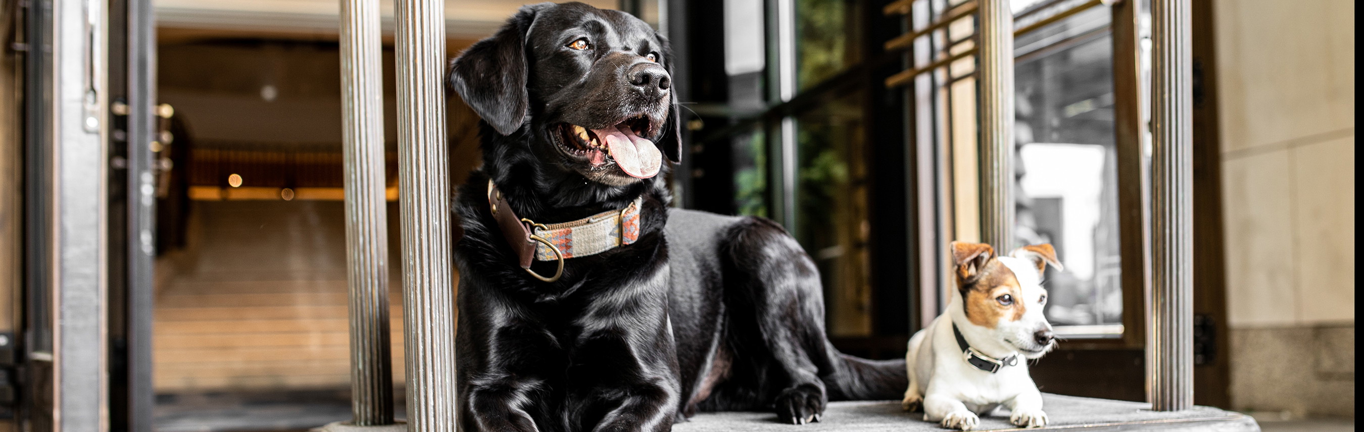 The best luxury holidays for dogs (and their human companions) - Falstaff